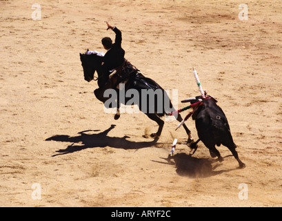 Bull chasing a Picador during a bull fight in Valencia Spain Stock ...