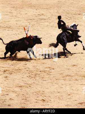 Bull chasing a Picador during a bull fight in Valencia Spain Stock ...