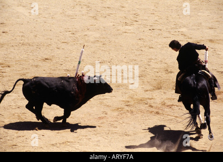 Bull chasing a Picador during a bull fight in Valencia Spain Stock ...
