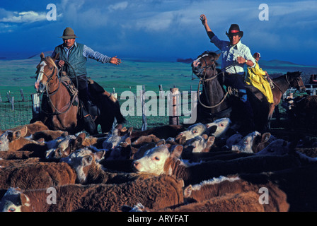 Paniolos or Hawaiian cowboys herding cattle into corral for Parker ...
