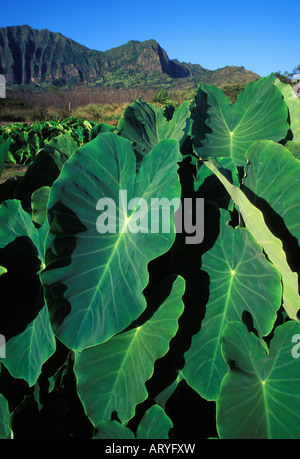 Dry land kalo (taro) at Kaala Farms, with Mt. Kaala and the Waianae ...