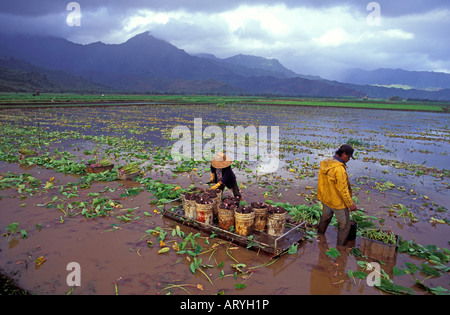 People harvesting taro on a farm in Waipio Valley on the Big Island ...