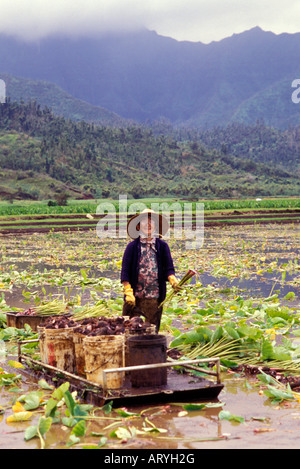 People harvesting taro on a farm in Waipio Valley on the Big Island ...