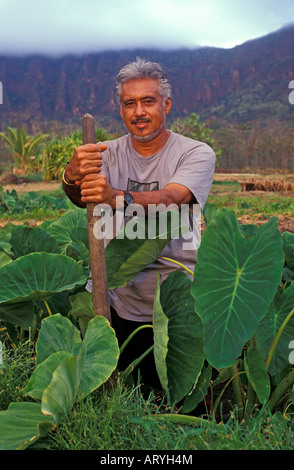 Working in the kalo loi (taro pond) at Kaala Farms, a Hawaiian culture ...