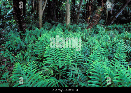 Lauae ferns, native plant used in leis & other hula ornamentation Stock ...
