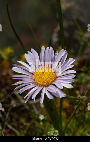 Smooth Fleabane Wildflowers summer in Alberta Stock Photo - Alamy