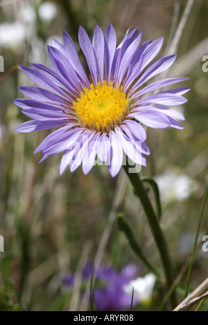 Smooth Fleabane Wildflowers summer in Alberta Stock Photo - Alamy