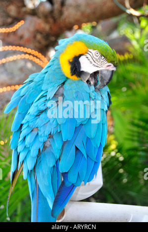 Key West Florida Parrot birds on display Stock Photo - Alamy