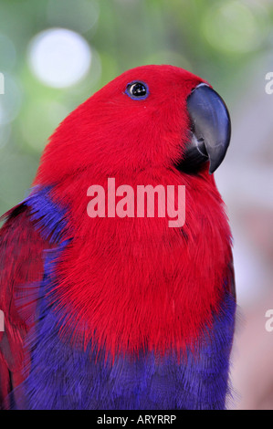 Key West Florida Parrot birds on display Stock Photo - Alamy