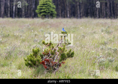 Western bluebird on tree Cypress provincial Park Alberta Stock Photo ...