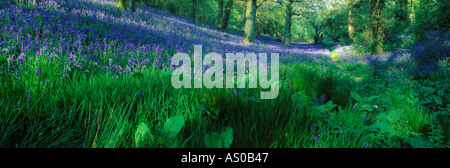 bluebells in a wood, Batcombe, Dorset, England, UK Stock Photo - Alamy