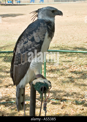 A Harpy Eagle, the national bird of Panama, perches inside a cage at ...