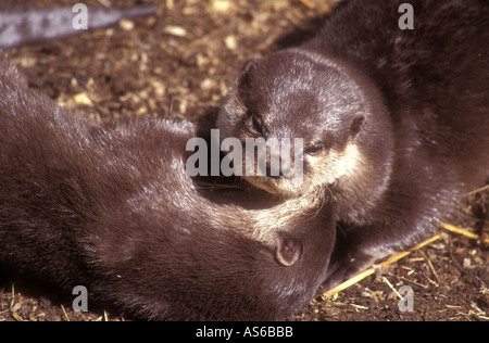 Two Eurasian (Lutra lutra) otters playing with each other on a meadow ...