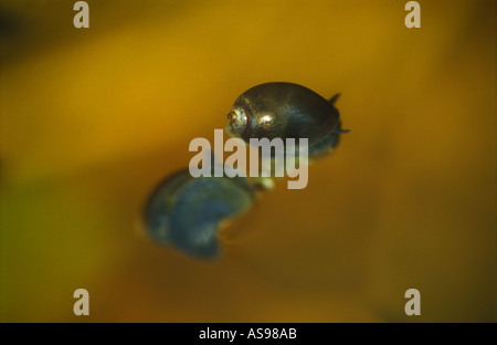 Australian fresh water snail in garden pond cilnging to the surface of ...