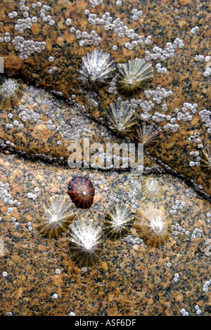 Limpets Clamped to Granite Rock in the Intertidal Zone Stock Photo - Alamy