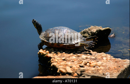 Freshwater turtle sunbathing on the rock, resting Stock Photo - Alamy