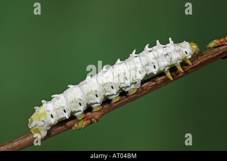 Eri Silkmoth - Samia ricini Stock Photo: 15637201 - Alamy