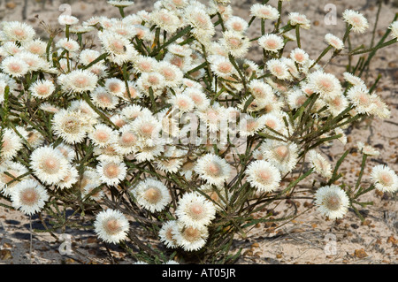 Albany Daisy, Actinodium Cunninghamii Stock Photo: 100481027 - Alamy