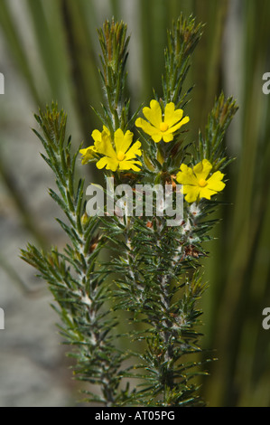 Straight leaved Guinea Flower Hibbertia lineata Kings Park Perth ...