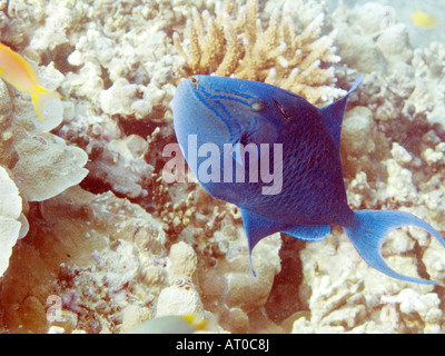 Redtooth Triggerfish, Odonus niger.This fish has the mouth open showing ...