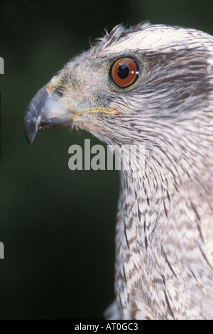 A vertical shot of a northern goshawk Stock Photo - Alamy
