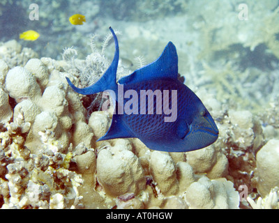 Redtooth Triggerfish, Odonus niger.This fish has the mouth open showing ...