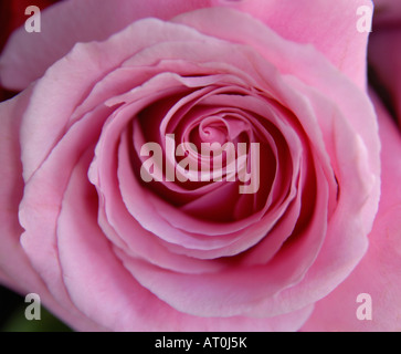 Close Up Of Rose Stock Photo - Alamy