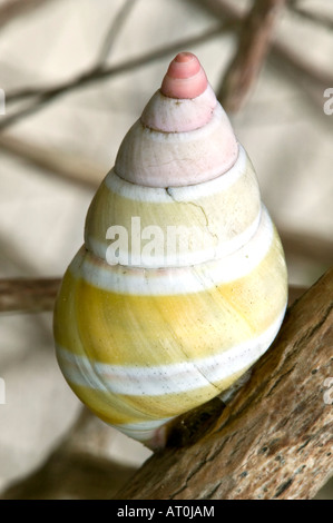 Everglades Tree Snail: Liguus fasciatus. Everglades, Florida, USA Stock ...