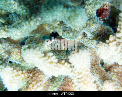 Small white crab with red spots on hard coral, Bali, Indonesia Stock ...