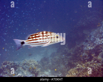 Checkered Snapper (Lutjanus decussatus Stock Photo - Alamy