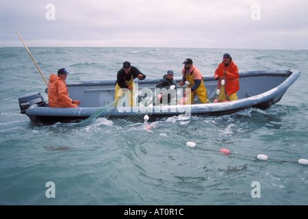 set net crew pulls in a fishing net in Cook Inlet western Kenai ...