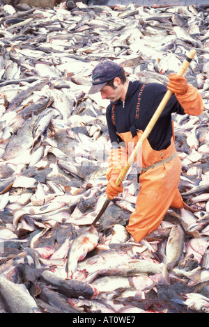 commercial fishing vessel Miss Amy crew bleeds and sorts walleye ...
