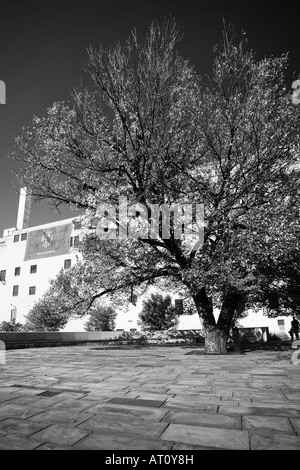 The Survivor Tree , Oklahoma City Bombing Memorial An American Elm ...