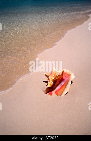 pink shell on beach Stock Photo - Alamy