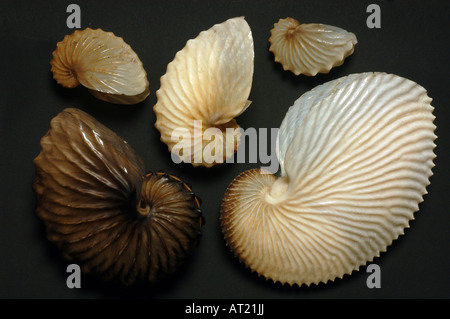 Shells of Nautilus spp, seashells, linving fossil mollusca cephalopods ...