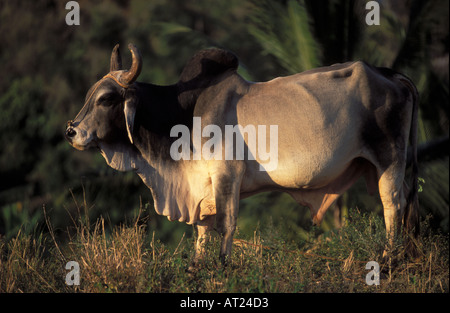 Portrait of oxen Stock Photo - Alamy