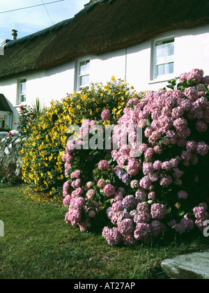 Pink hydrangeas in front of country cottage with French doors open onto ...