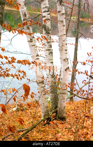 Wisconsin autumn foliage with birch trees Stock Photo - Alamy