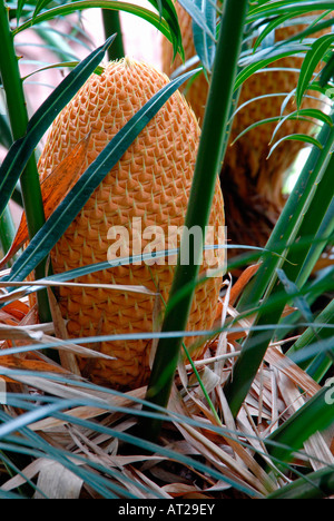 Queen Sago Palm Cycas rumphii Female Seeds Stock Photo - Alamy