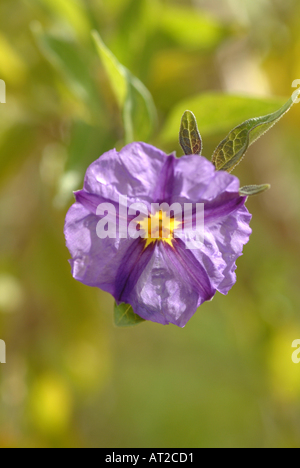 Solanum rantonnetii Royal Robe Blue Potato Bush, Solanaceeae Stock ...