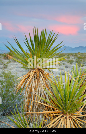 Yucca at sunset, Humbolt - Toiyabe National Forest, Nevada Stock Photo ...