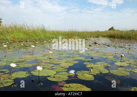 Water lilies on the Okavango river near Caprivi Strip, Namibia Stock ...