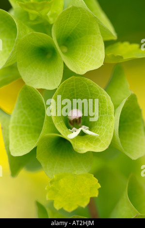 Moluccella laevis, Bells of Ireland. Green flowers on single stem ...