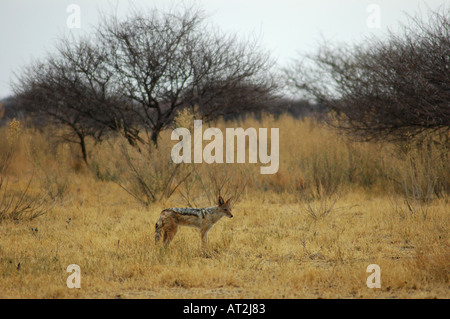 Black-backed Jackal at Nxai Pan Botswana Stock Photo - Alamy