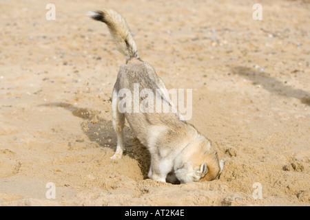 "Siberian Husky" Dog Digging Hole in Sand on Beach Stock Photo - Alamy