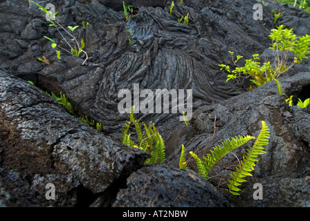 Lavafield of Saleaula MAUGA SAMOA Lava Field Savaii Western Samoa ...