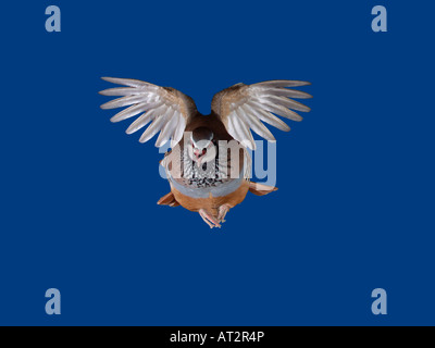perdrix rouge Rothuhn Red legged Partridge French Partridge Alectoris ...