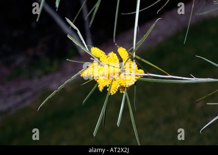 Raspberry Jam Wattle-Acacia acuminata-Family Fabaceae/Mimosaceae Stock ...