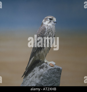 Prairie falcon (Falco mexicanus), prairie falcon, falcon, birds of prey ...