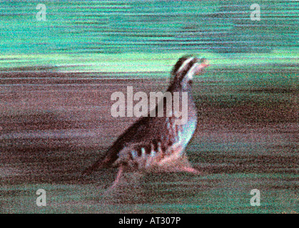 perdrix rouge Rothuhn Red legged Partridge French Partridge Alectoris ...